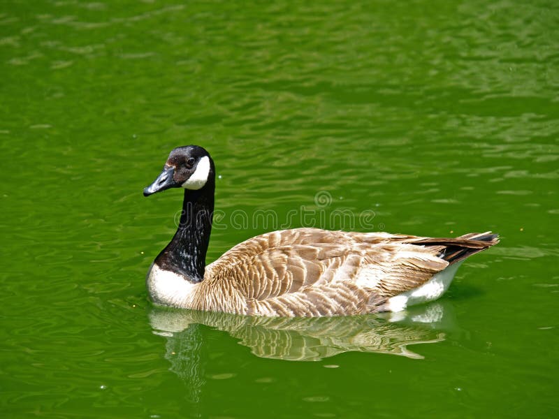 Wild Canada Goose Swimming on Green Water Stock Image - Image of ...