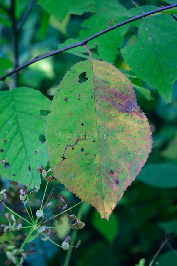 Wild Canada Plum Leaf Starting To Show Fall Color Stock Photo - Image ...