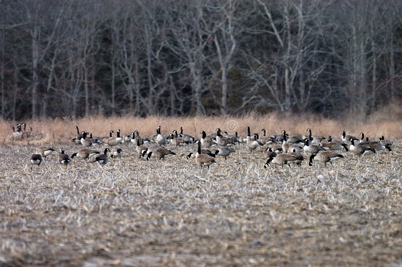 Wild Canadian Geese in Corn Feild Stock Photo - Image of goose, geese ...