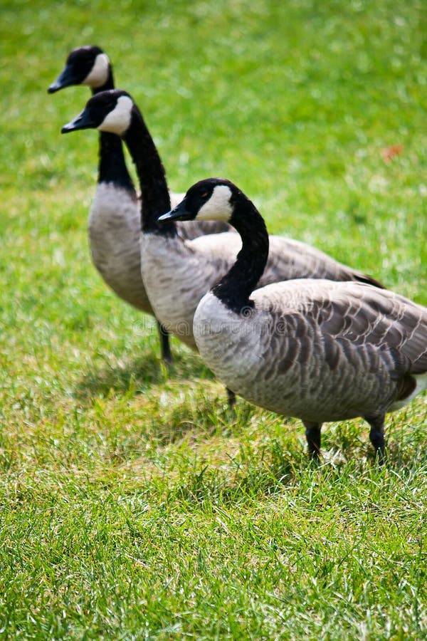 Wild Canadian Geese in Meadow Stock Photo - Image of waddling ...