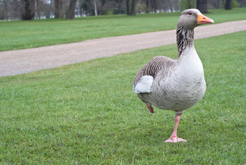 Wild canadian goose stock photo. Image of meadows, habitat - 31192438