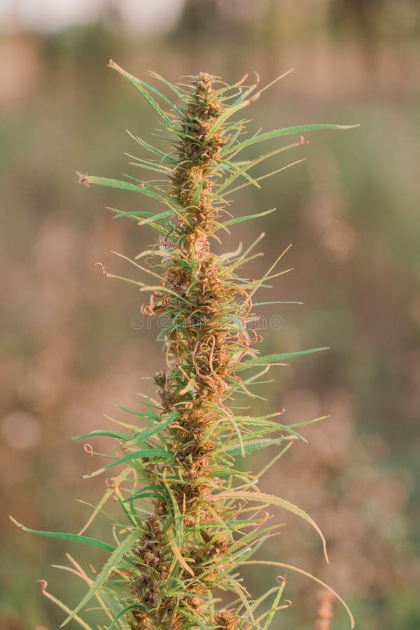 Wild Cannabis Bush Close-up in a Field Stock Photo - Image of farming ...