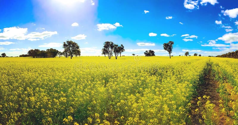 Wild Canola Growing in the Fields Stock Photo - Image of fresh, fields ...