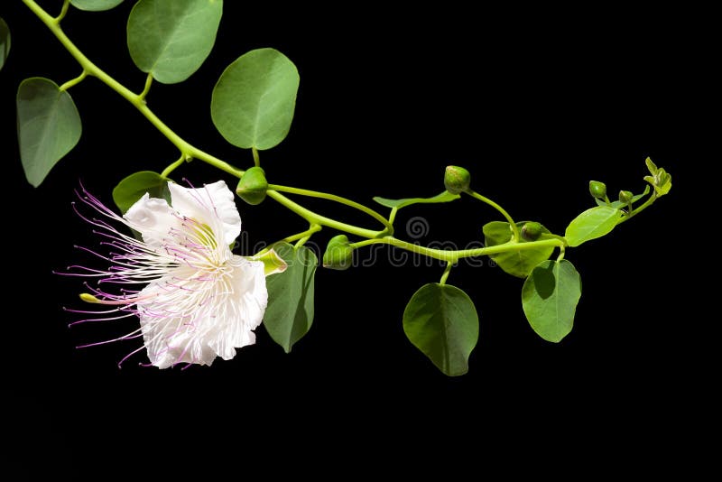 Wild Caper - Capparis Spinosa Stock Photo - Image of plant, caper: 16707884
