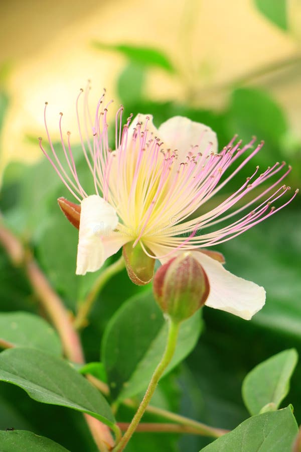 Wild caper white flower stock image. Image of beauty - 42000517