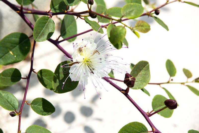 Caper plant in bloom stock photo. Image of capparaceae - 16762882
