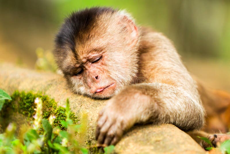 Cute Wild Capuchin Monkey