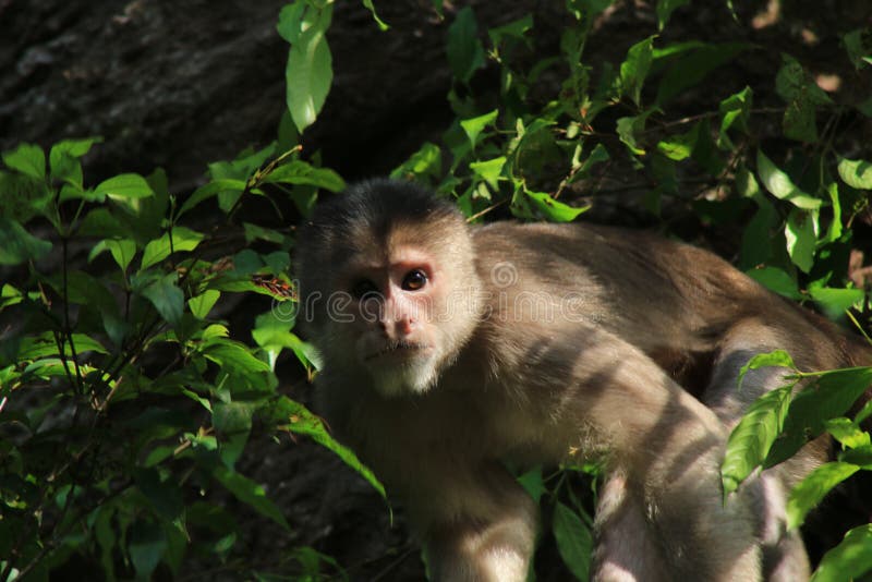Wild Capuchin Monkey, Cebus Albifrons, Relaxing between Leaves in the ...