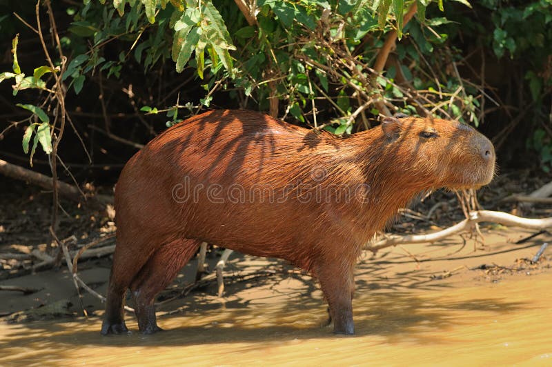 Capybara, Amazon River Peru Stock Photo - Image of capybara, amazon ...