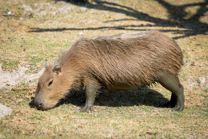 Capybara in mud water stock image. Image of hydrochaeris - 22345901