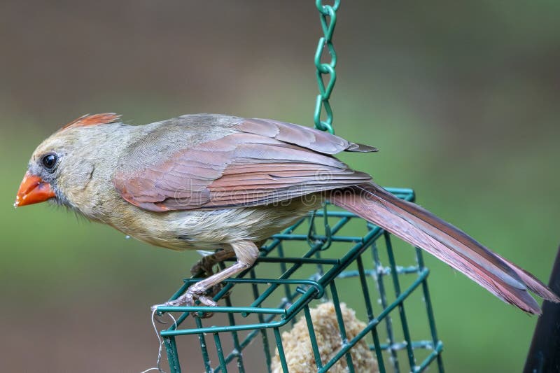 Female Northern Cardinal on a Feeder Stock Image - Image of suet ...