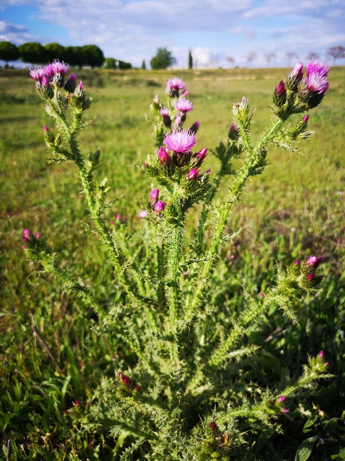 Wild Cardoon Close Up Picture Stock Image - Image of artichoke, pink ...