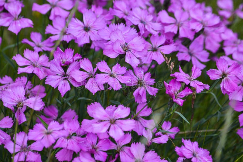 Wild carnation stock photo. Image of carnations, color - 188445350
