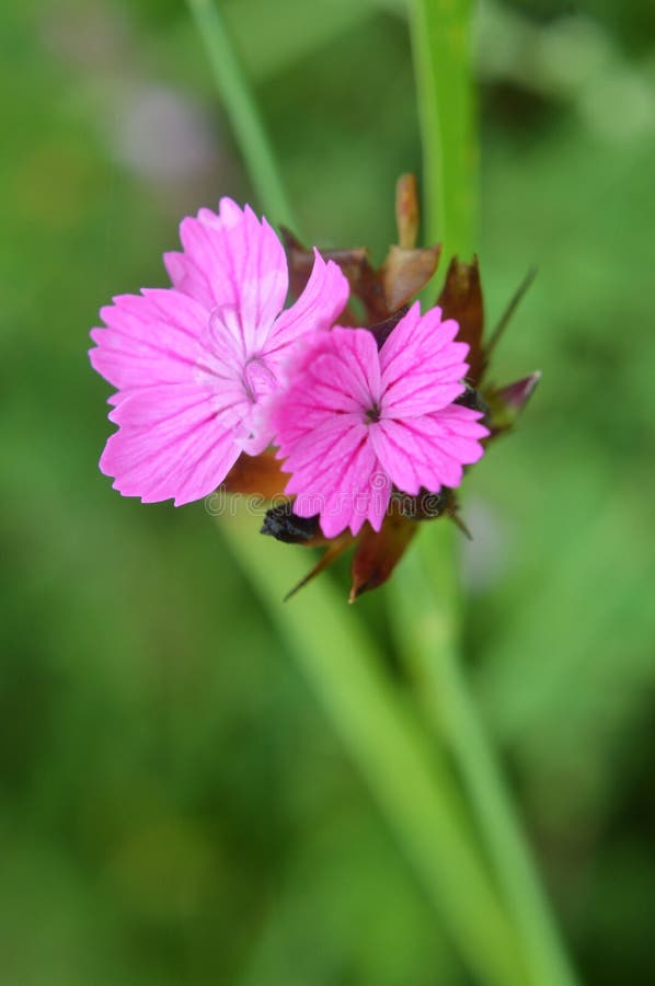 In Nature, Carnation Blooms among Herbs Dianthus Stock Photo - Image of ...