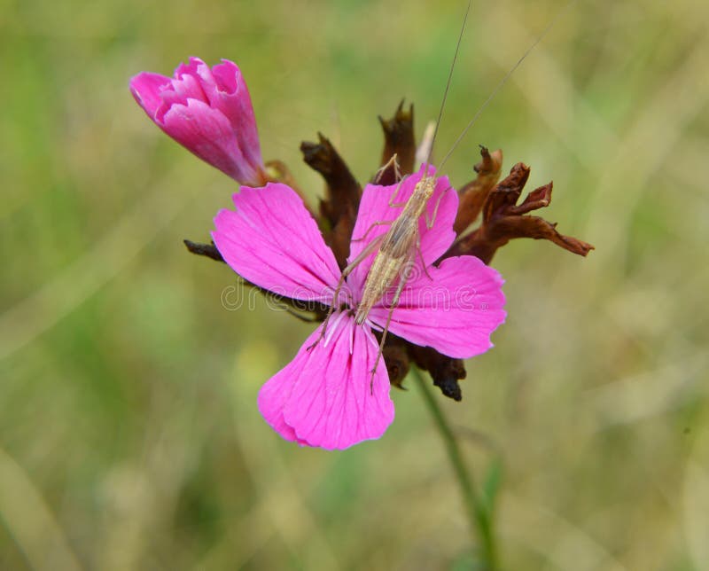 In Nature, Carnation Blooms among Herbs Dianthus Stock Image - Image of ...