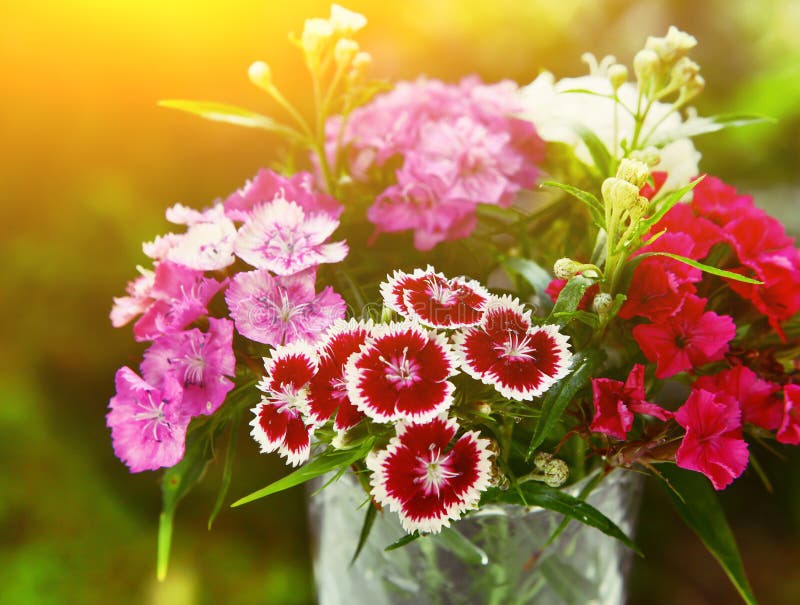 Wild Carnation Different Color Bouquet Stock Photo - Image of chic ...