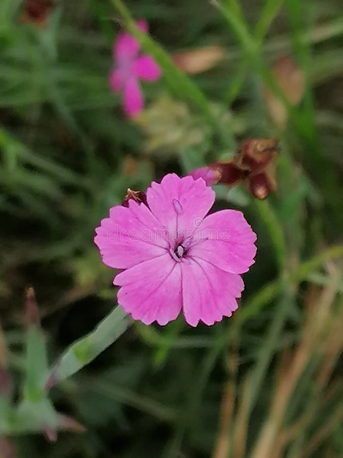 Wild Carnation in the Field Stock Image - Image of pink, nature: 184590397