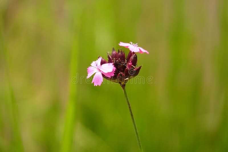 Wild Carnation, Dianthus Sylvestris - the Plant from the Letea Forest ...