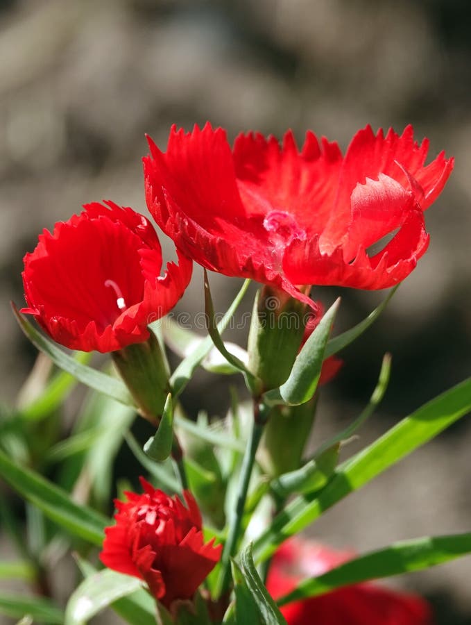 Wild Carnation Flowers - Field Stock Image - Image of gentle ...