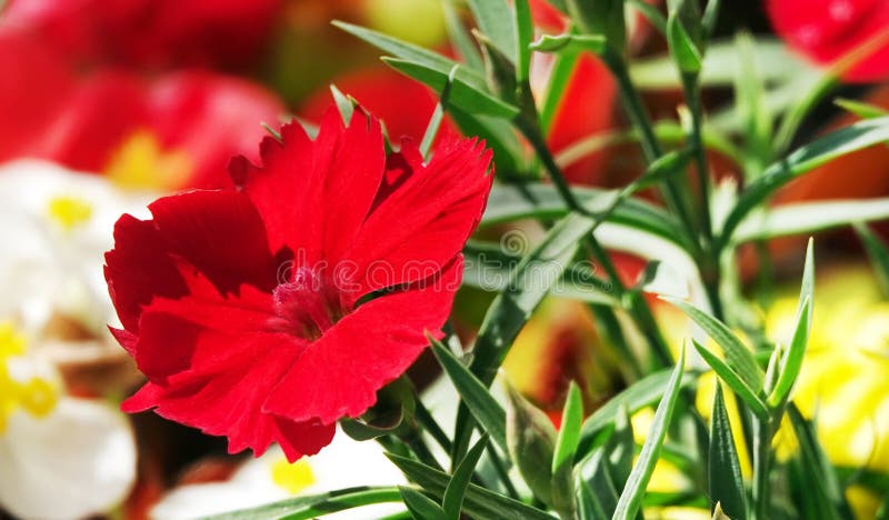 Wild Carnation Flowers - Field Stock Image - Image of flowerbed, cloves ...