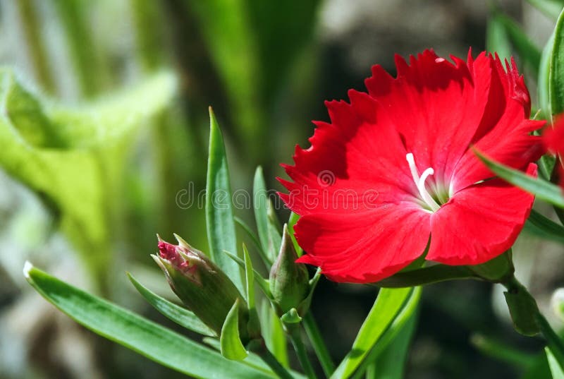 Wild Carnation Flowers - Field Stock Image - Image of decoration, park ...