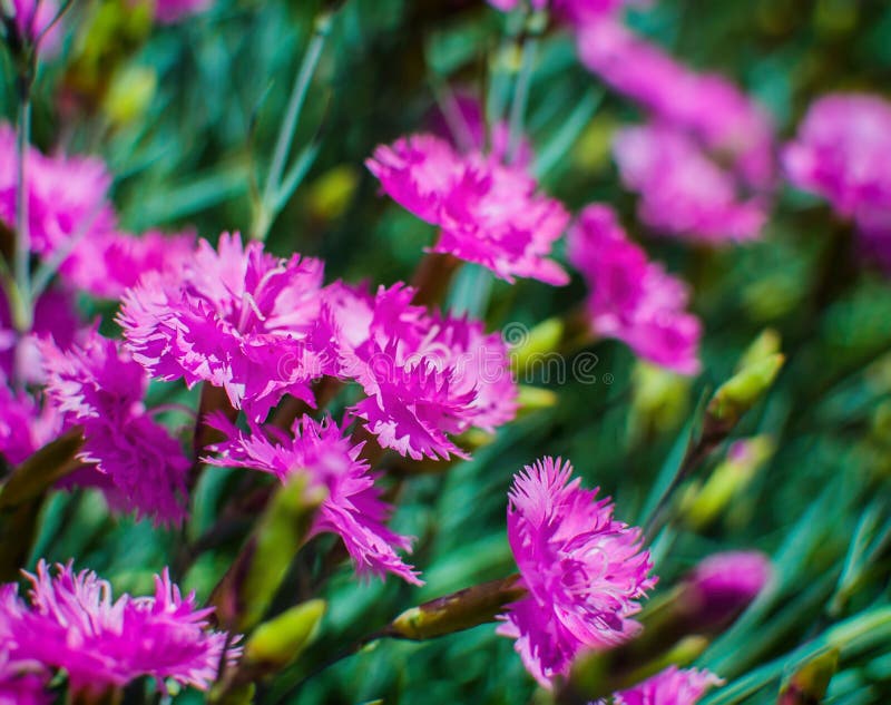 Wild Carnation in the Field Stock Image - Image of pink, nature: 184590397