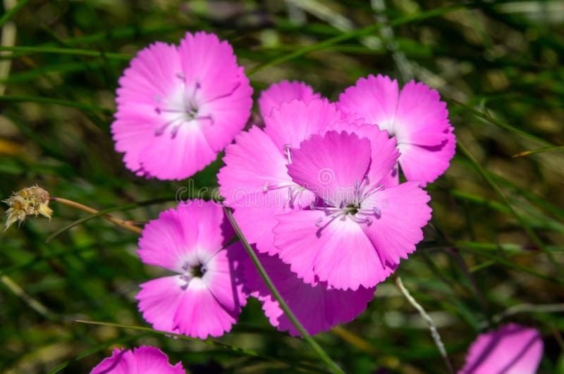 Wild Carnation, Dianthus Sylvestris - the Plant from the Letea Forest ...
