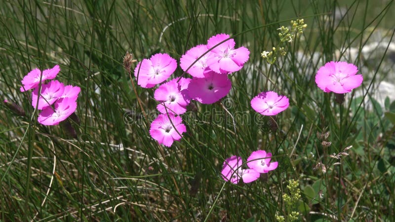 Wild Carnation Pink Flowers Closeup Stock Footage - Video of leaf ...