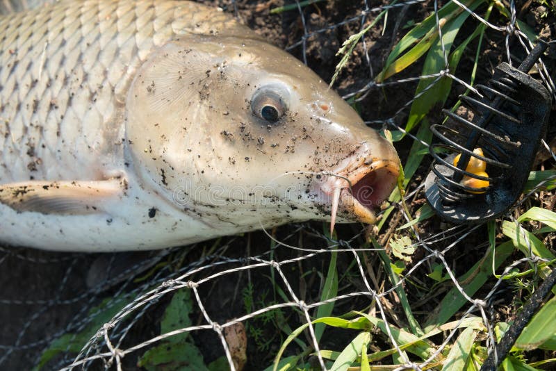 Big Wild Carp Fish Pattern Textured Skin Scales Macro View Stock Image ...