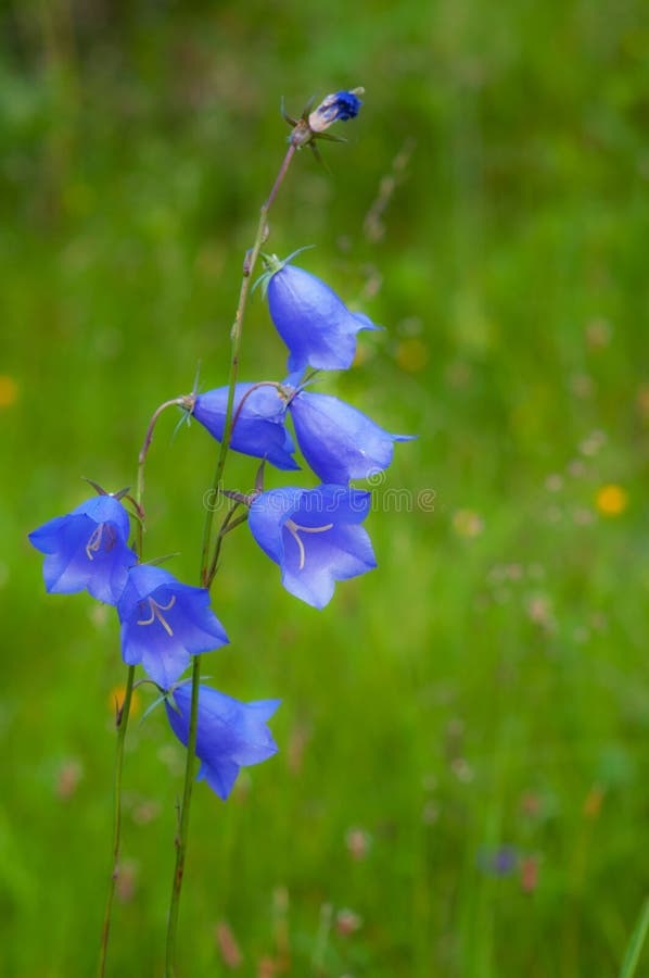 Wild Carpathian Bellflower Campanula Carpatica Stock Photo - Image of ...