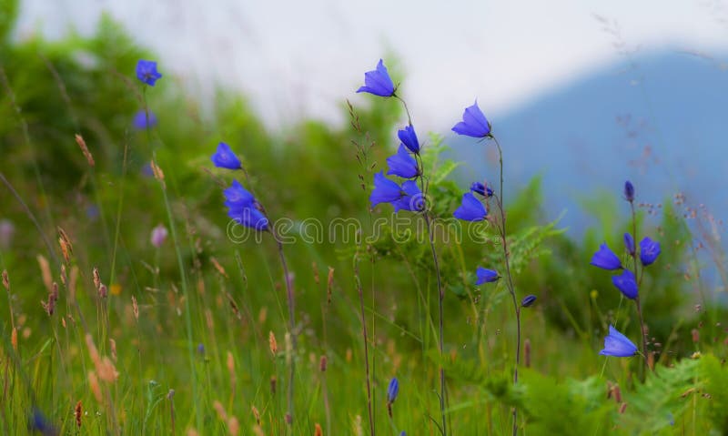 Wild Carpathian Bellflower Campanula Carpatica Stock Photo - Image of ...