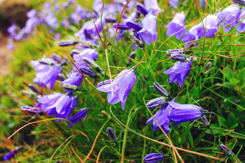 Wild Carpathian Bellflower Campanula Carpatica, Ukraine. Stock Image ...