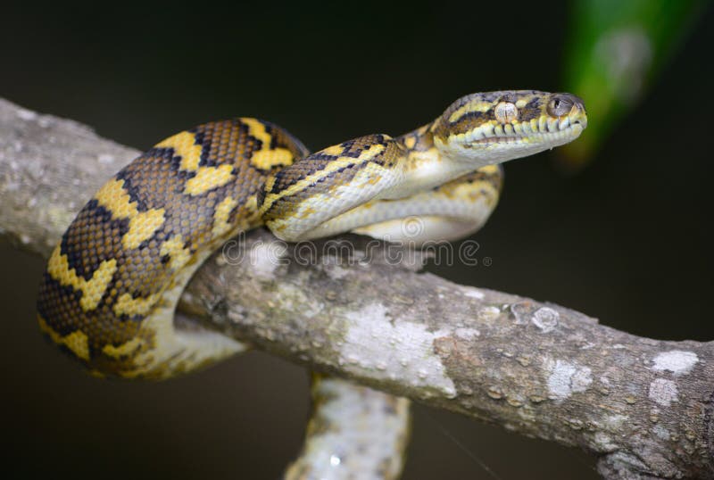 A wild carpet python stock image. Image of python, carpet - 183036817