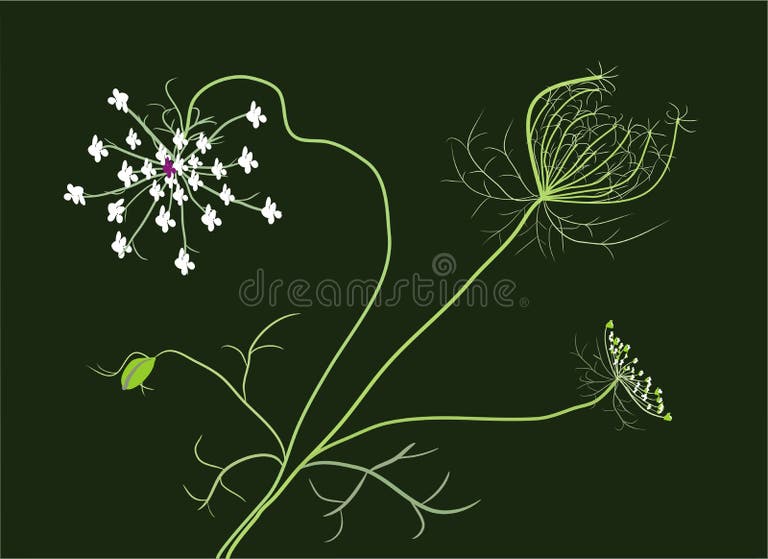 Carrot Seed Stock Illustrations – 2,605 Carrot Seed Stock Illustrations ...