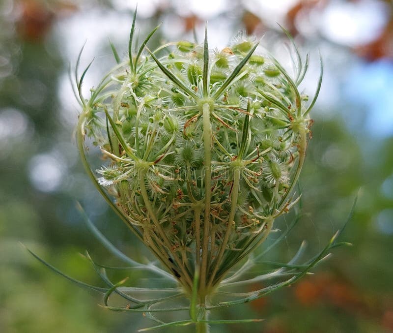 Wild Carrot (Daucus Carota) Stock Photo - Image of carota, lithuania ...