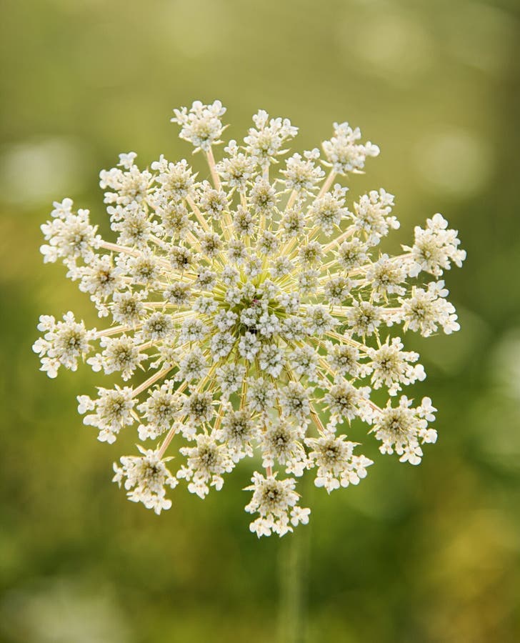 Wild carrot flower. stock image. Image of 060624g0032 - 2042047
