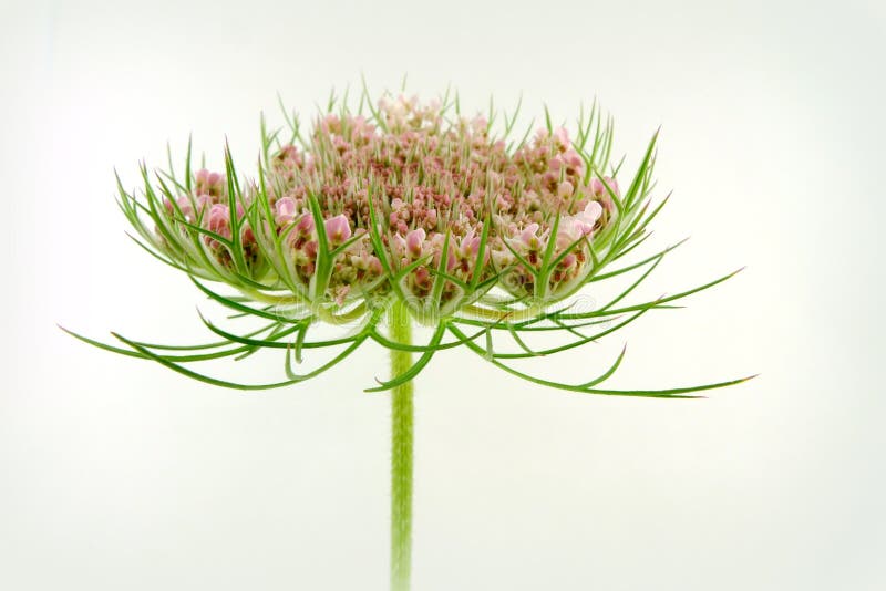 Wild carrot stock photo. Image of awns, meadow, plant - 31906320