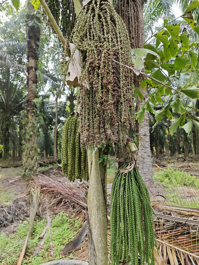 Wild Caryota Mitis Tree Growing in Wild Plantation Stock Image - Image ...
