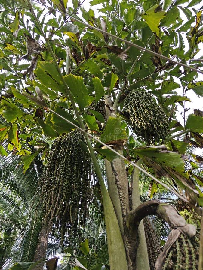 Wild Caryota Mitis Tree Growing in Wild Plantation Stock Photo - Image ...