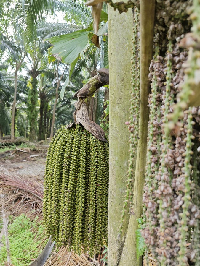 Wild Caryota Mitis Tree Growing in Wild Plantation Stock Image - Image ...