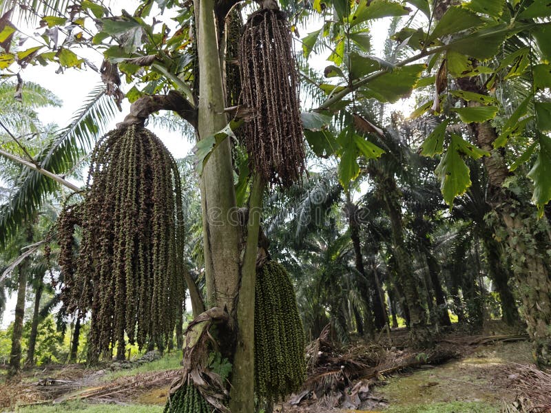 Wild Caryota Mitis Tree Growing in Wild Plantation Stock Photo - Image ...