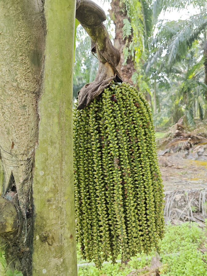 Wild Caryota Mitis Tree Growing in Wild Plantation Stock Photo - Image ...