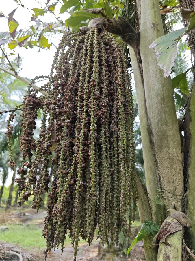 Wild Caryota Mitis Tree Growing in Wild Plantation Stock Image - Image ...