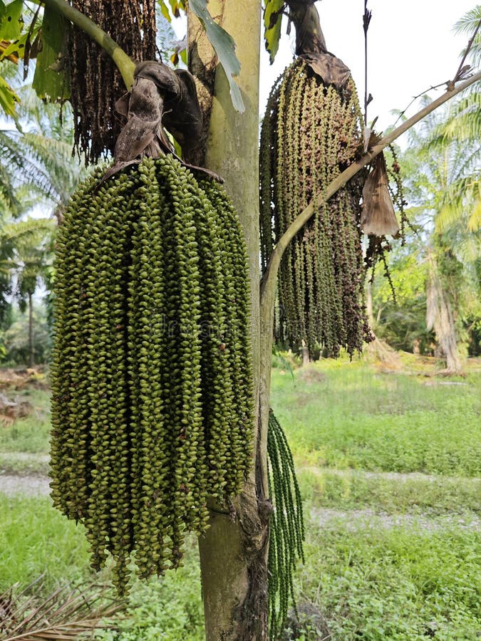 Wild Caryota Mitis Tree Growing in Wild Plantation Stock Image - Image ...