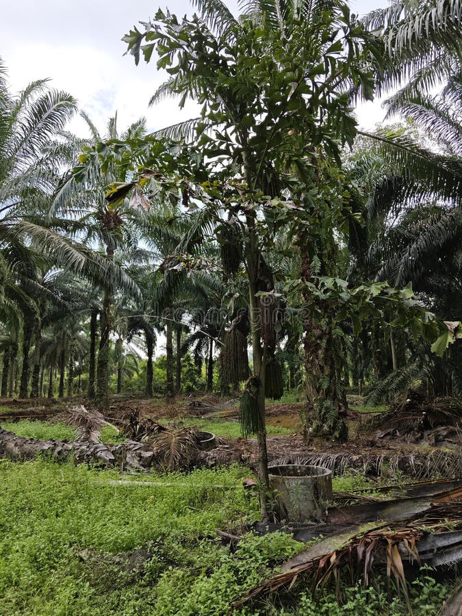 Wild Caryota Mitis Tree Growing in Wild Plantation Stock Photo - Image ...
