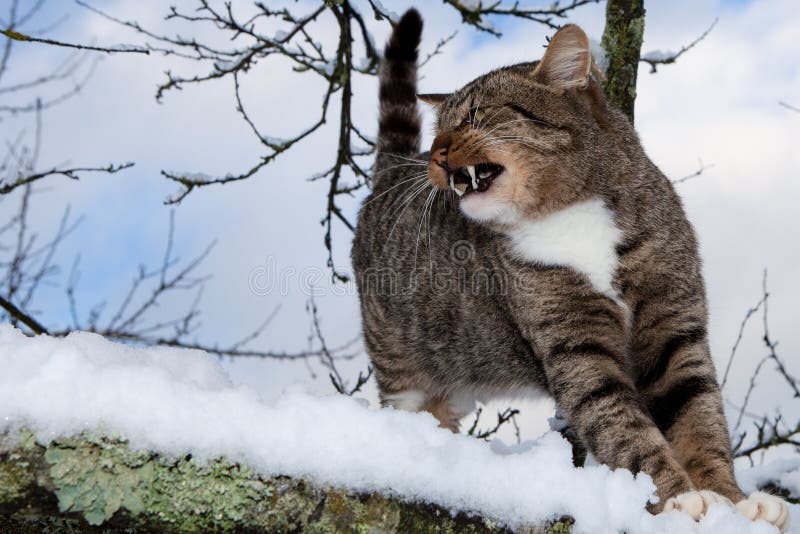 Wild cat stock photo. Image of teeth, cute, sharp, furry - 28052478