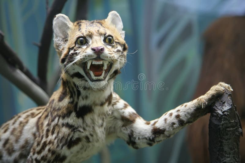 Wild cat stock image. Image of color, natural, fierce - 3348499