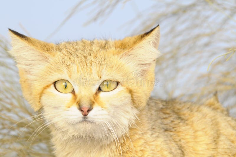 Wild cat stock image. Image of hunter, outdoor, kalahari - 5671075