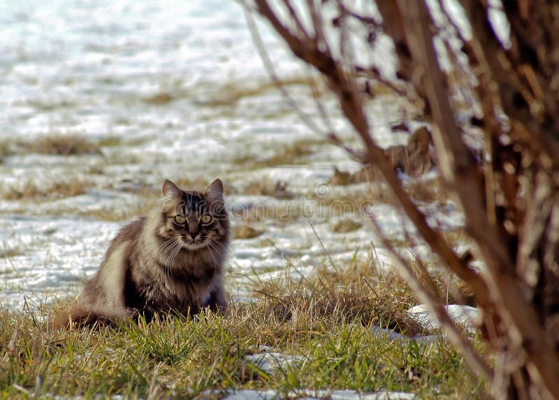 Wild cat stock image. Image of animals, brown, wildlife - 7792357