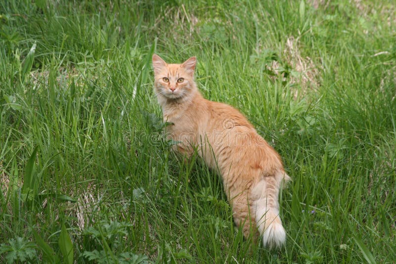 Wild cat stock image. Image of bite, animal, dangerous - 890707